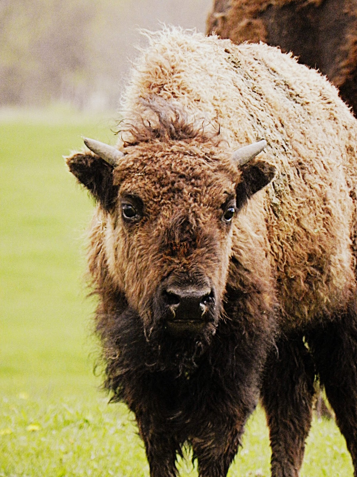 K-One's Photography: Buffalo