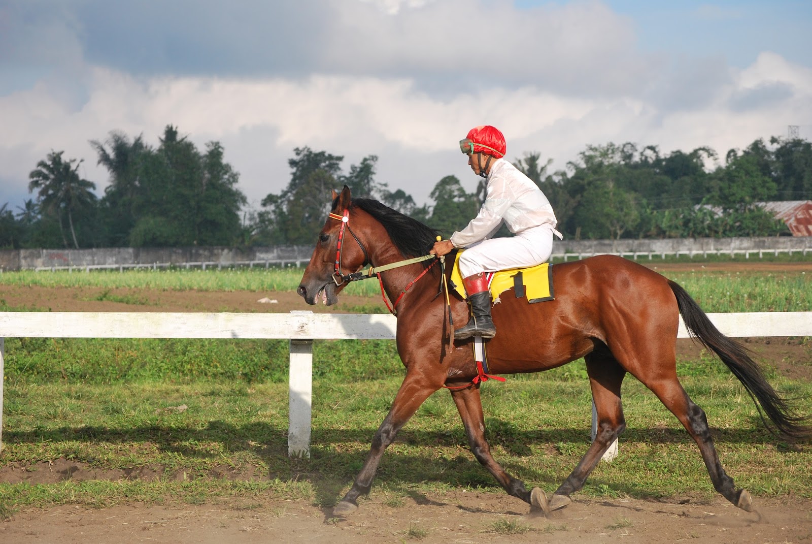 Gambar Foto Hewan: foto kuda pacu indonesia