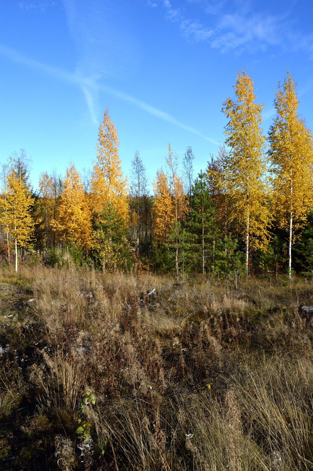 Tanssiva tikki: Ruska-aika.