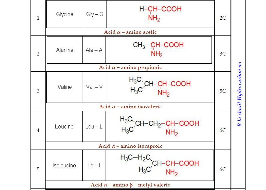 DƯỢC LIÊN THÔNG: 20 ACID AMINE CHUẨN