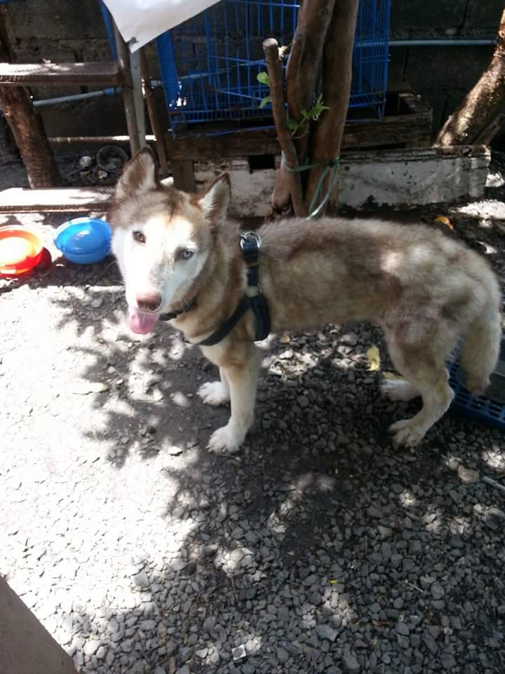 Asong gala at galisin noon, isang napakagandang aso na ngayon - The ...