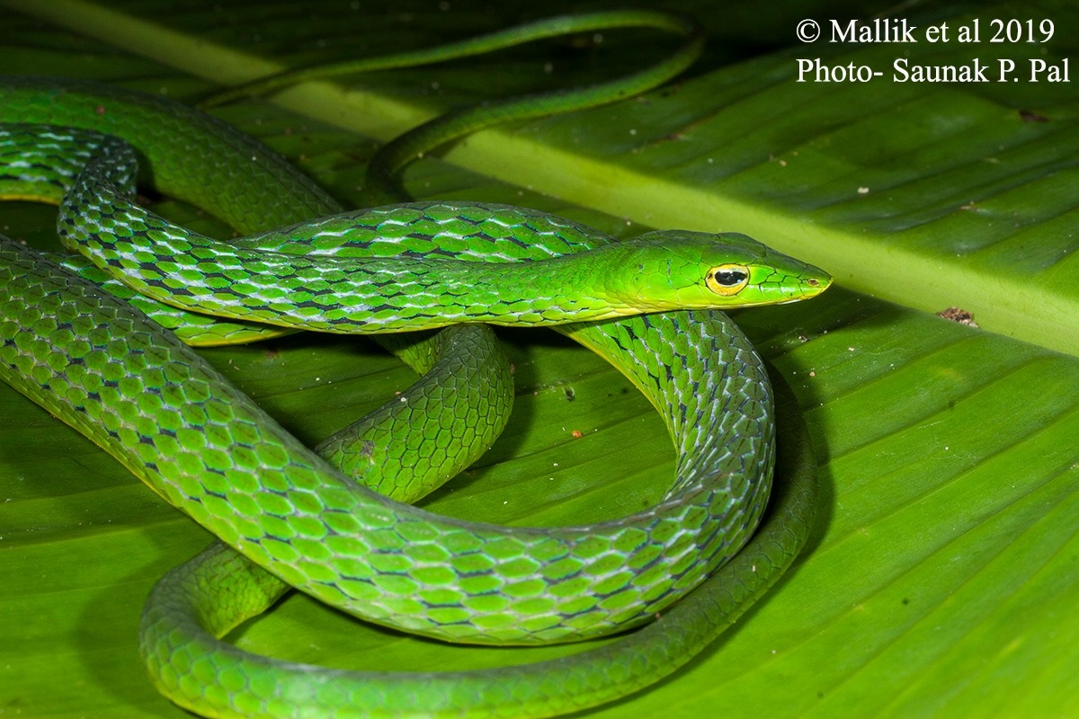 Species New to Science: [Herpetology • 2019] Proahaetulla antiqua ...