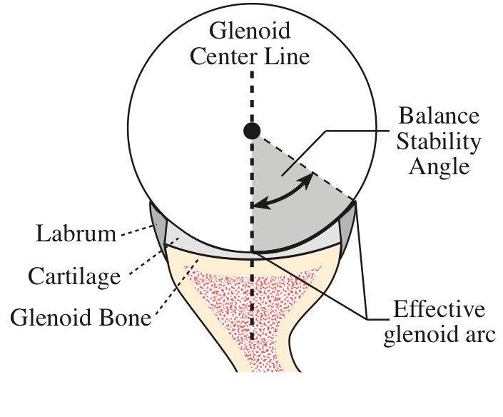 UW Shoulder and Elbow Academy: The normal shoulder, aTSA, and RSA are ...