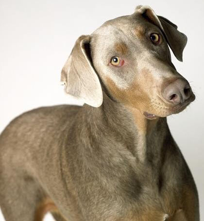 Dog Colours and Their Genes