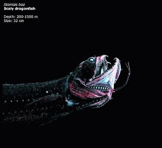 Beautiful Creatures in Mariana Trench, Deepest Place in the World ...