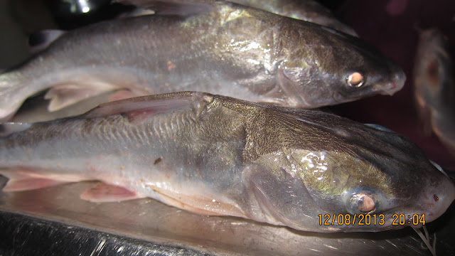 Resipi : Ikan Seludu/ Pelotan Masak Asam | ALIA FARHAN