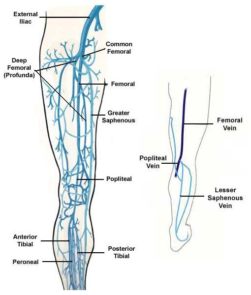 Phimaimedicine 1 277 Lower Limb Venous Anatomy phimaimedicine-1-277-lower-limb-venous-anatomy