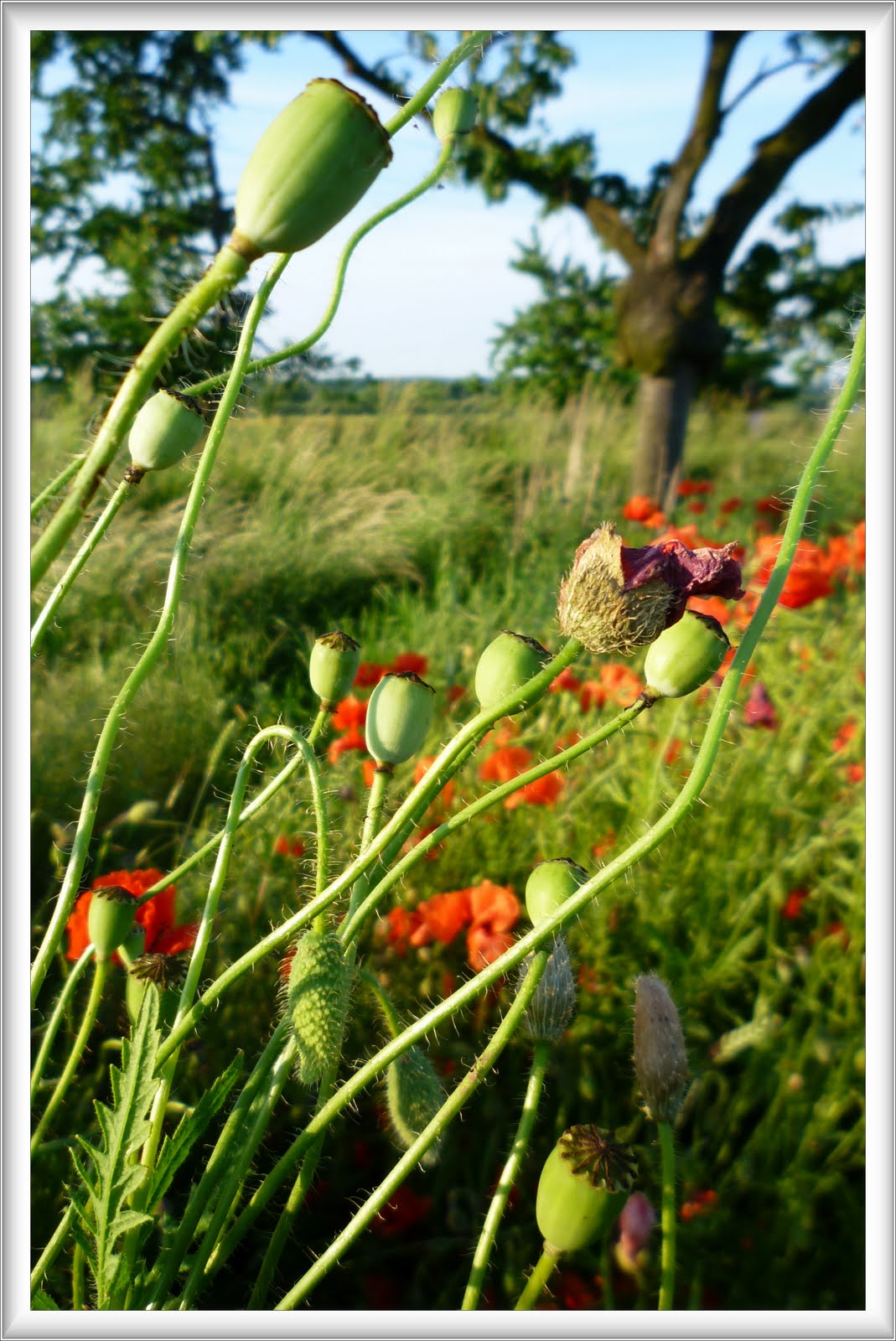 Lama: Vlčí mák,makovice , květina, rostlina, příroda, krajina