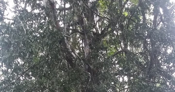 Tamperfinder: The Gopher tree