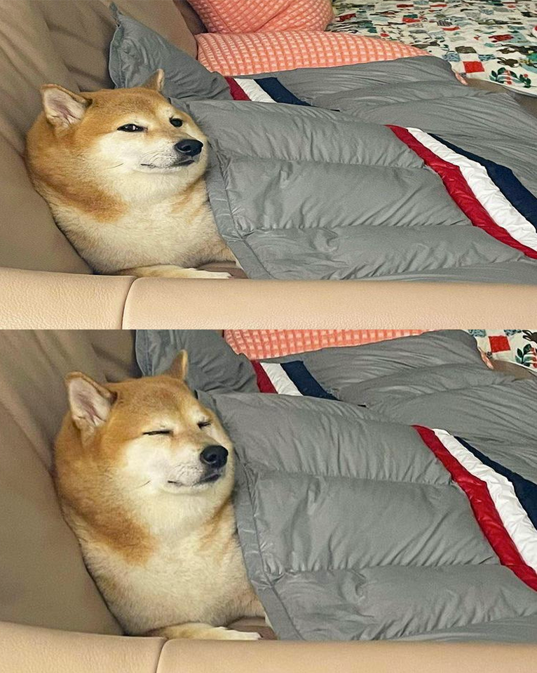 Plantillas Colombia Cheems