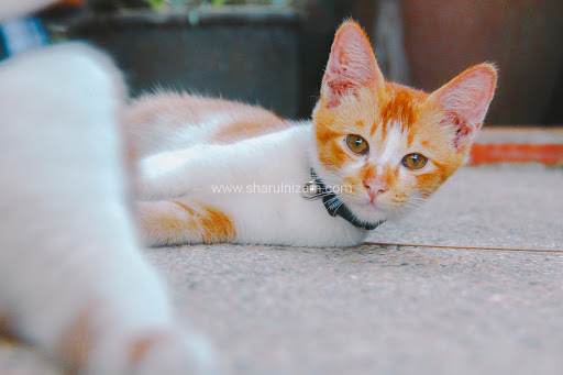15 Keping Koleksi Gambar Kucing Comel