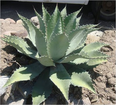 Huatulco Life: Tequila! Nope, Mezcal.