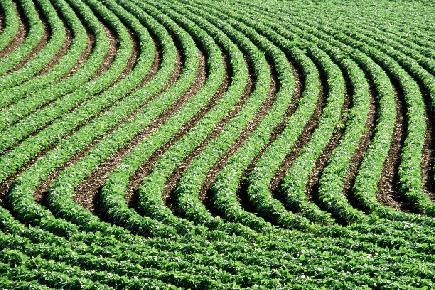 Pastor Ivan's Study: Walking Beans, Pulling Weeds...Yes, It's a Metaphor