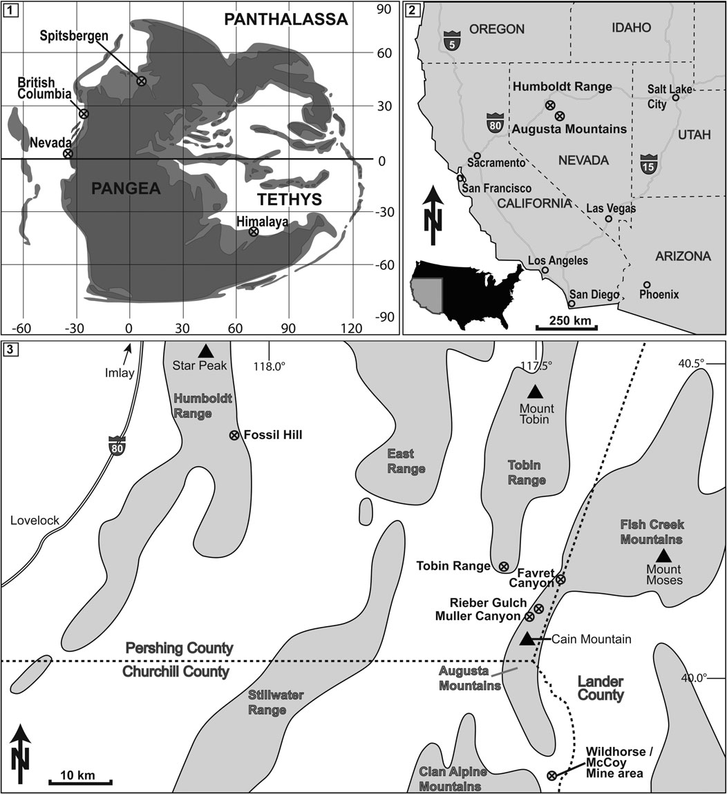 Sciency Thoughts: Ptychites embreei: A new species of Ptychitid ...