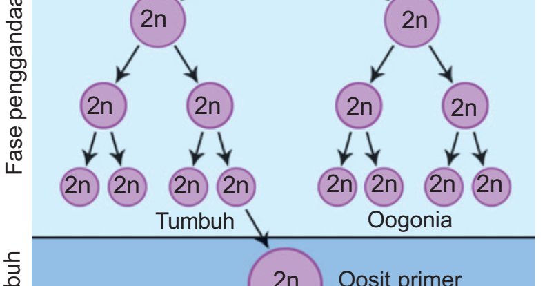 Tahapan Proses Oogenesis Pembentukan Sel Ovum - Biologi Edukasi ...