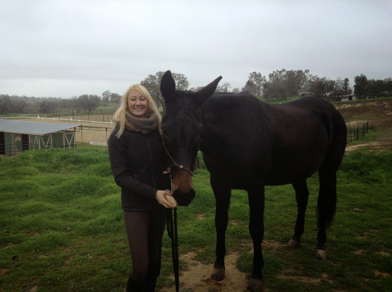 The Aspiring Equestrian: I'm a Working Student for Laura Hermanson!