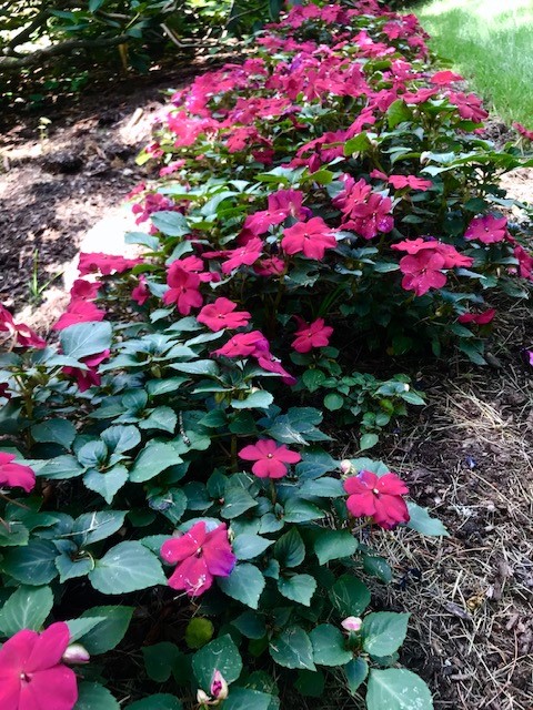 Zone Five and a Half: Imara Impatiens Review 2019