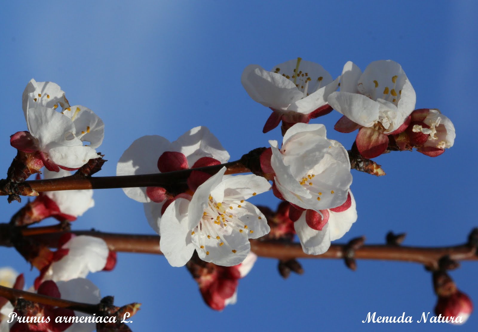 Menuda Natura: Prunus armeniaca L.