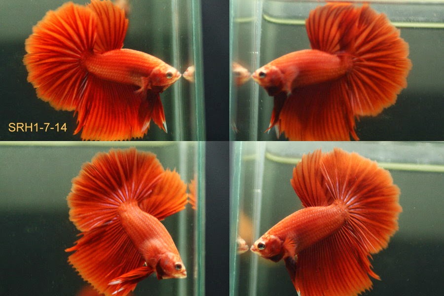 Bettazone: Betta of the week : Super red Hm pair