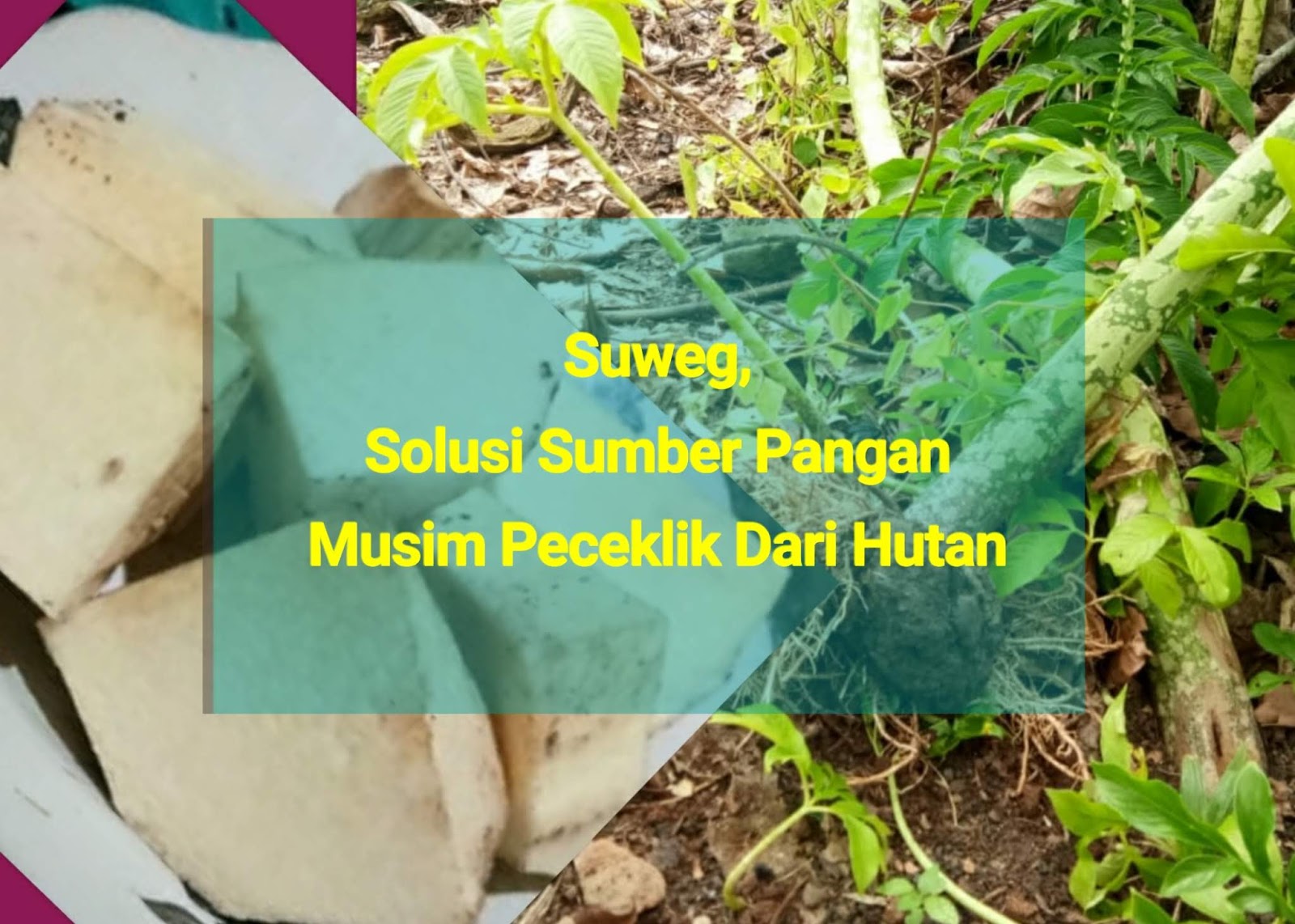 Suweg, Solusi Sumber Pangan Musim Peceklik Dari Hutan - Catatan Smart Mom