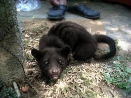 Jenis-jenis Musang :MUSANG LOVERS INDONESIA ( MLI )