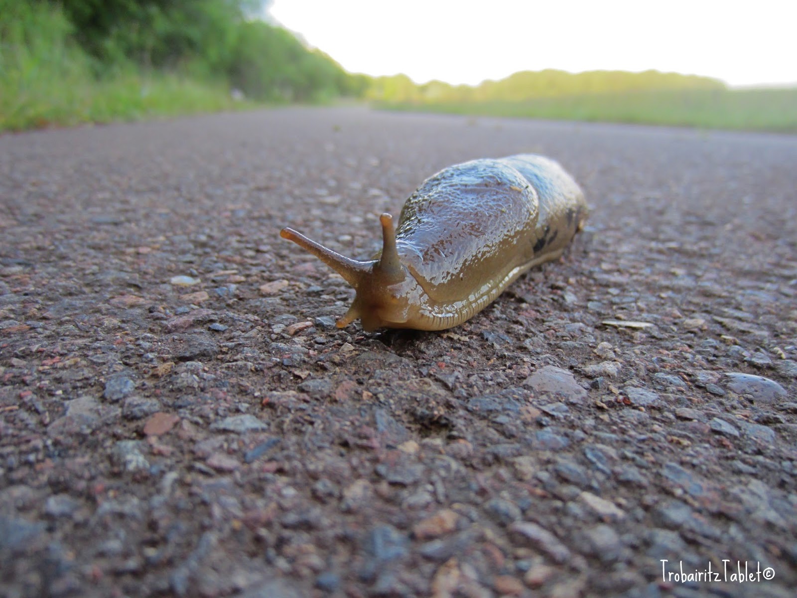 Trobairitz' Tablet: Oregon Slugs