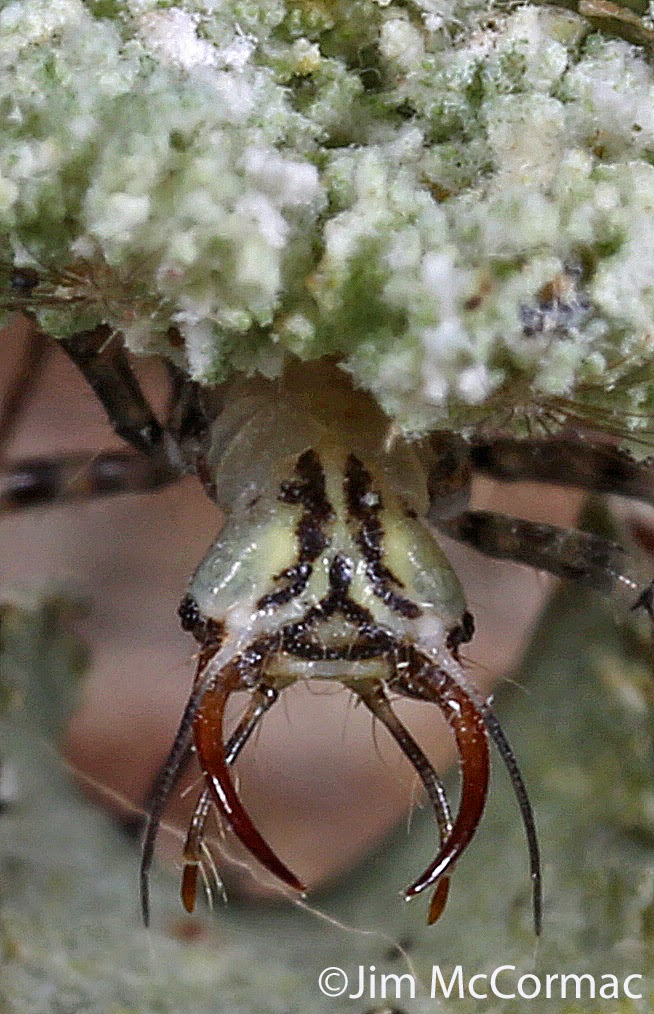 Ohio Birds and Biodiversity: A murderous, mobile lichen