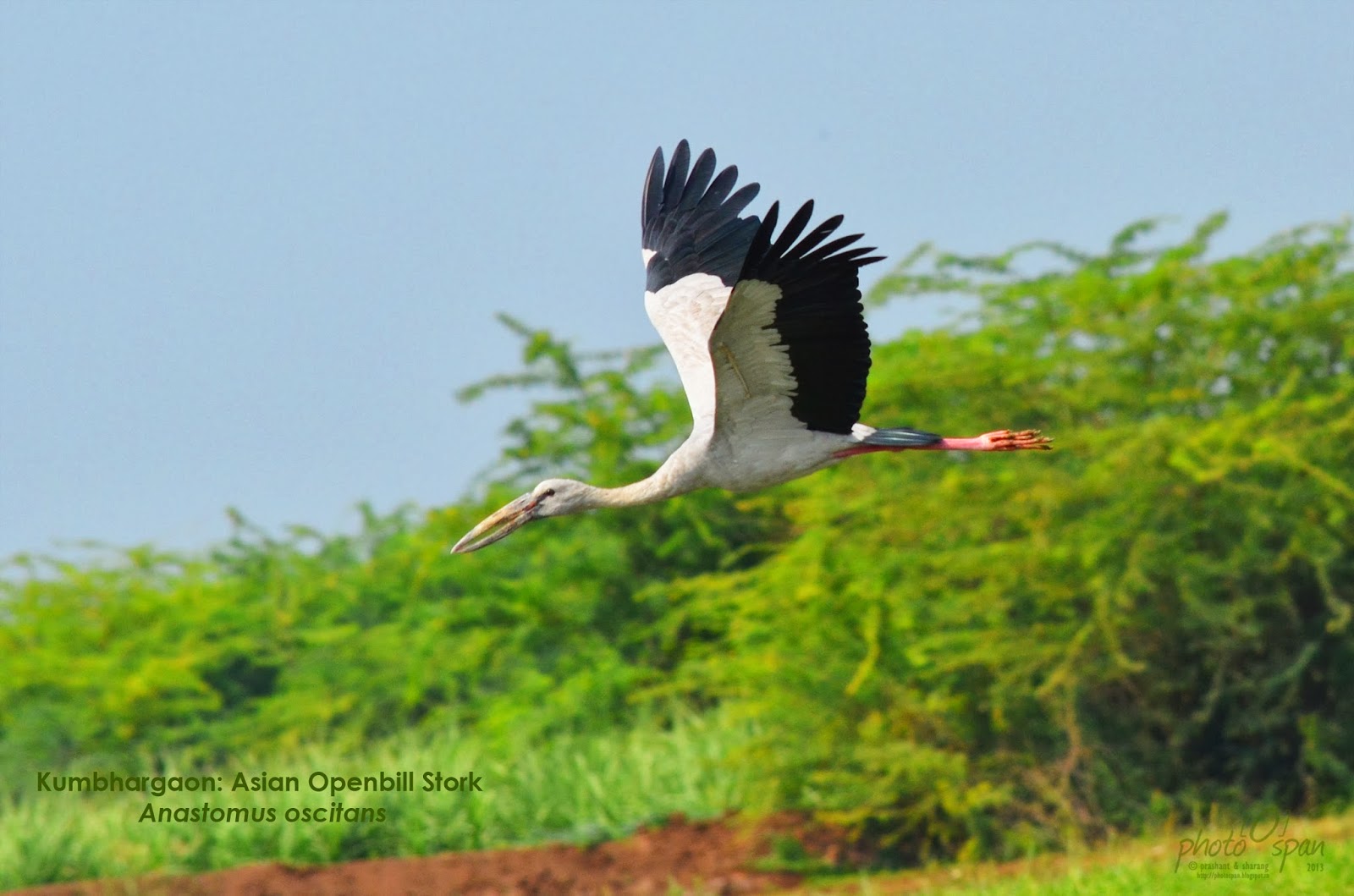 Asian Openbill Stork: Anastomus oscitans | Photo Span
