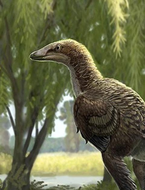 EL TAMARRO INSPERATUS