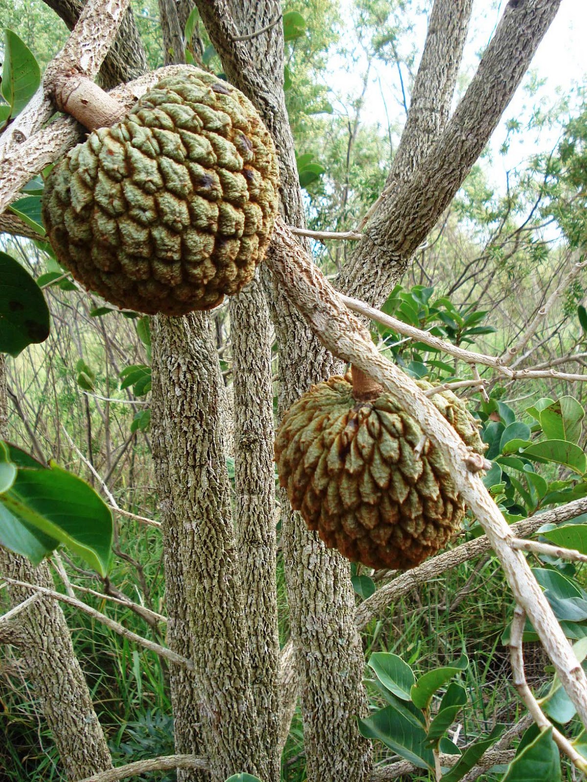 AgroBonômica: Araticum, por Ir. Cirilo José