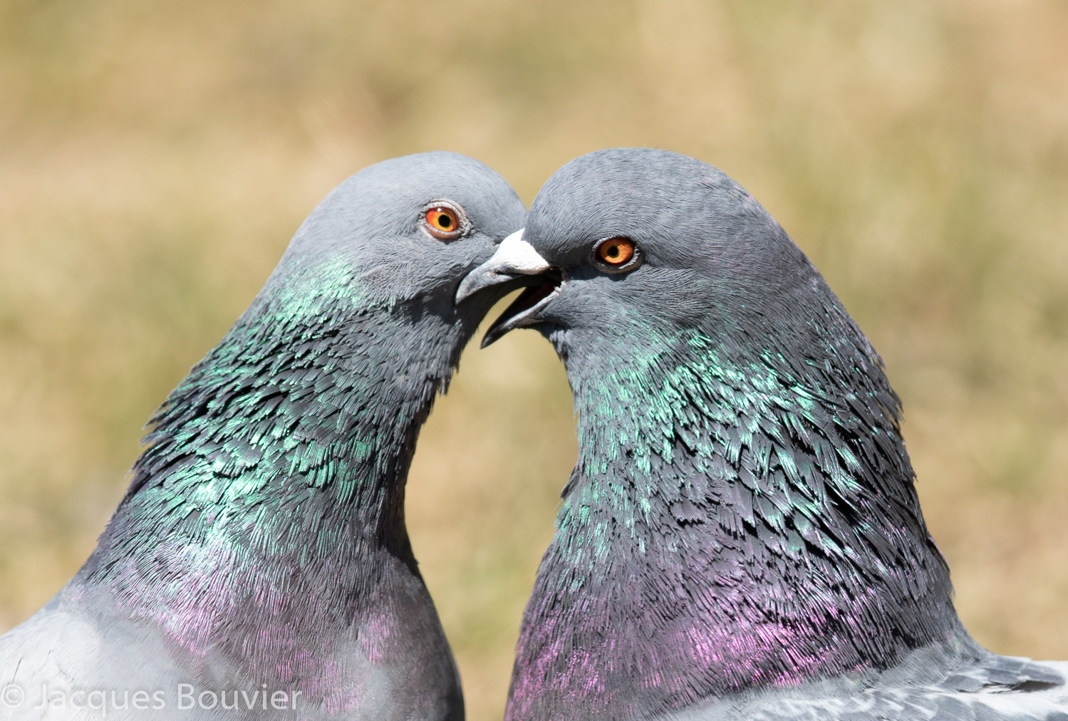 Les oiseaux des comtés unis de Prescott/Russell: Pigeons bisets (Rock ...