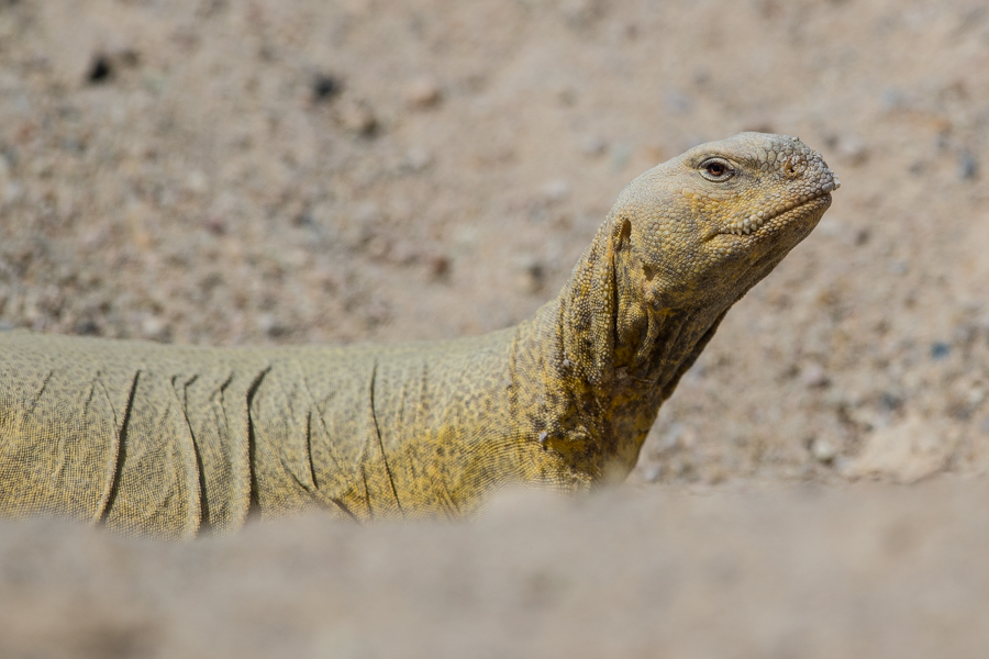 Birds of Saudi Arabia: Arabian Spiny-tailed Lizard - Qariyat Al Ulya