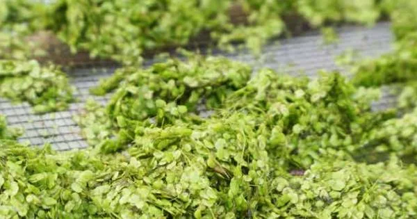 Apa itu Lemna Aceae; Morfologi dan Manfaatnya Dalam Peternakan - Kumpul ...