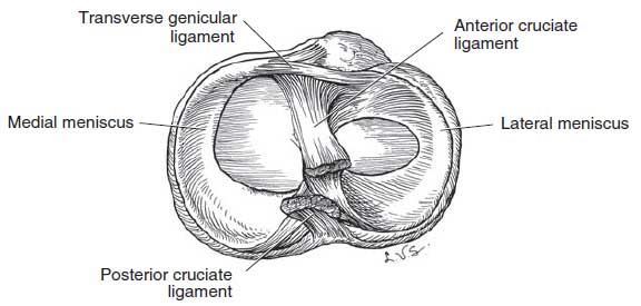 Knee Injury Case File
