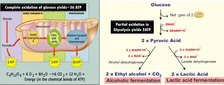 Is Glycolysis partial oxidation? How RBC gets energy? Why glycolysis is ...