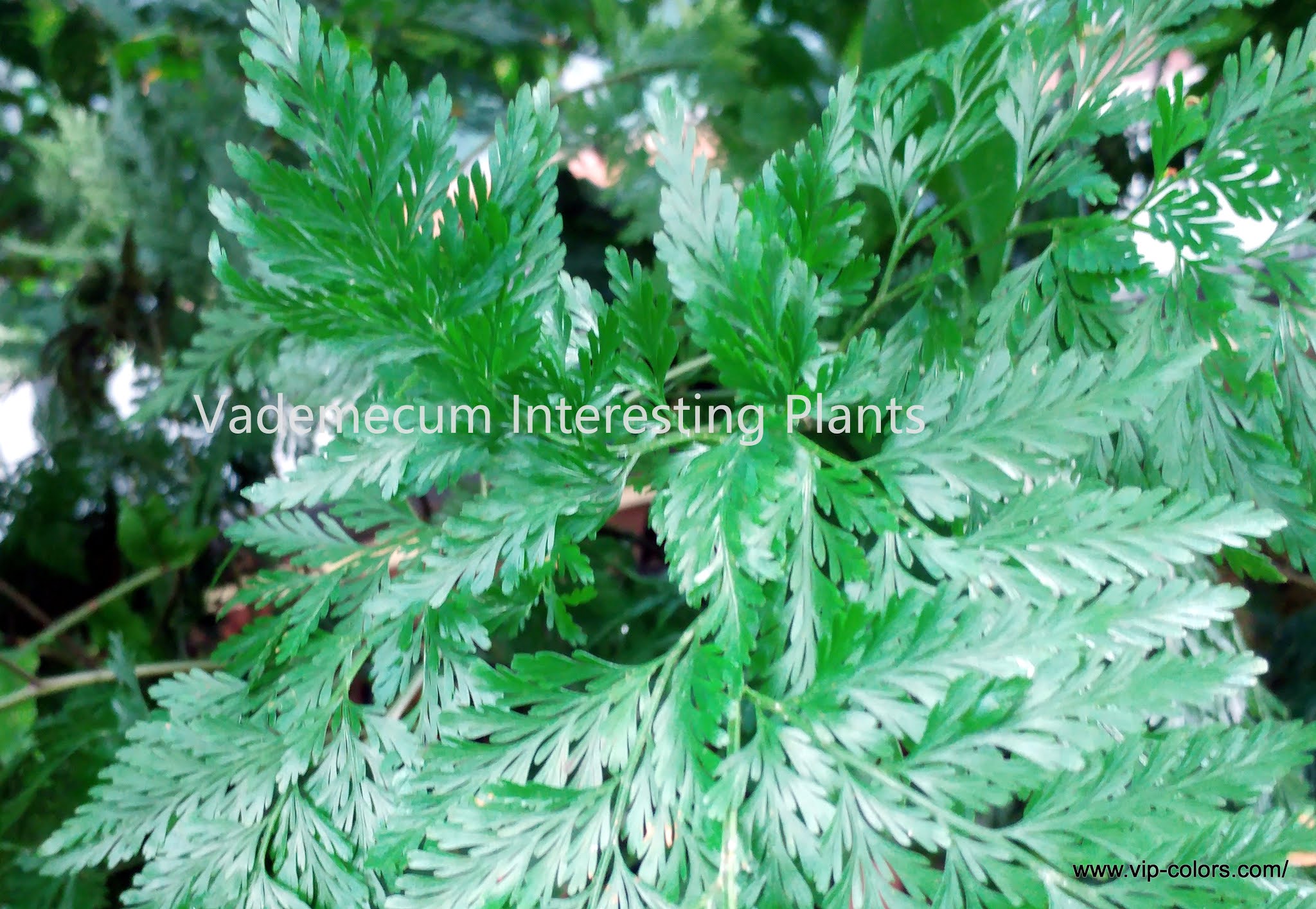 Vademecum Interesting Plants: Humata tyermanii - Humata Tyermana ...