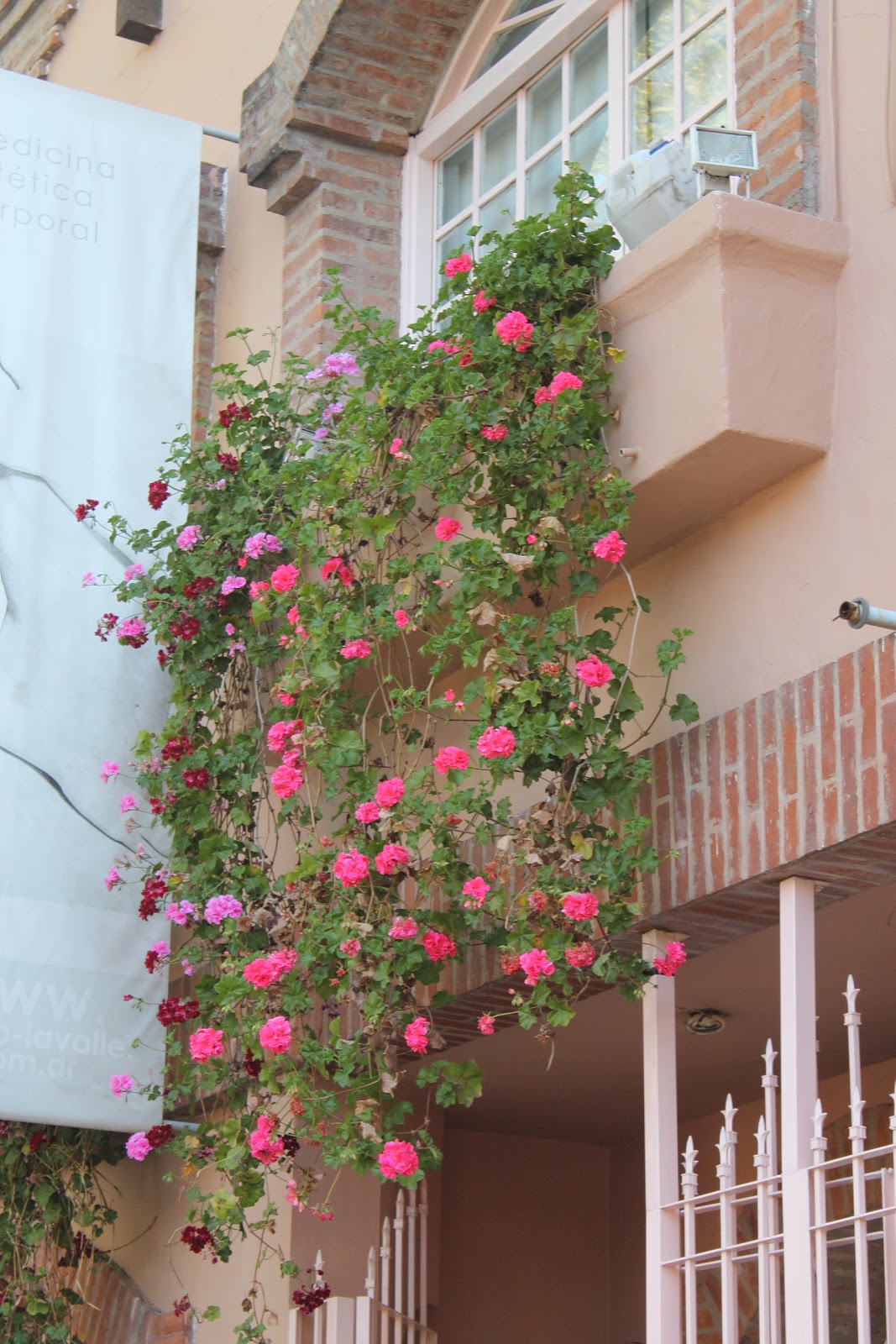 Fotos de mi barrio - Pictures of my neighborhood: Geranios colgantes ...