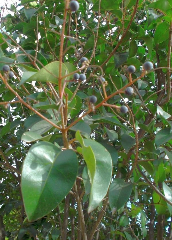 El cuexcomate: Top 10 de árboles ornamentales del Colegio de ...