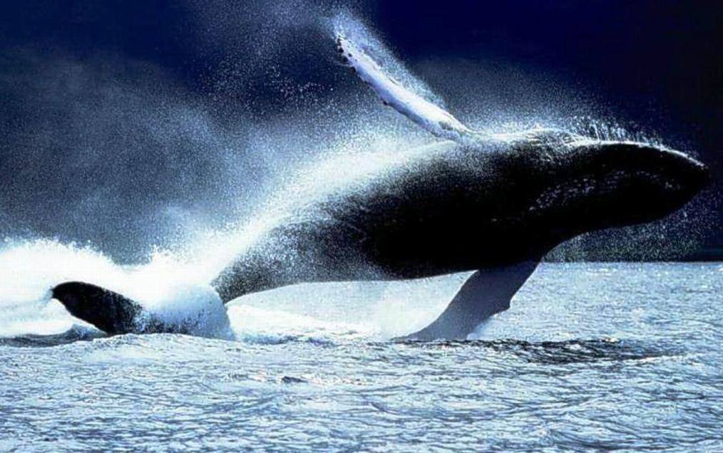 Blog do Edu Ambiental: Baleia