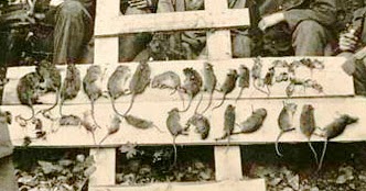 Roads to the Great War: A Roads Classic: Rat Catching — The Sport of ...