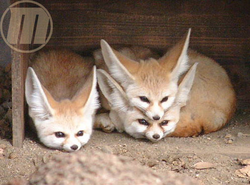 Haiwan Exotic Yang Comel | Mignon World