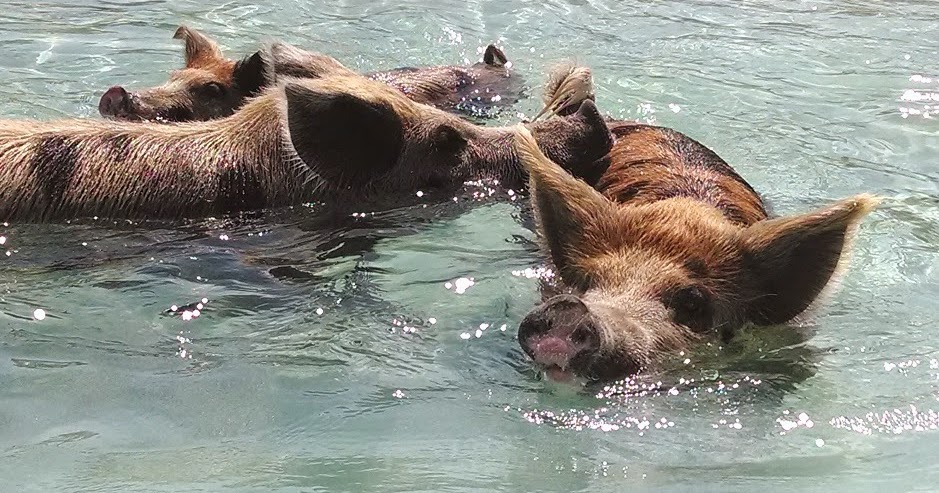 Close Quarters: Swimming Pigs
