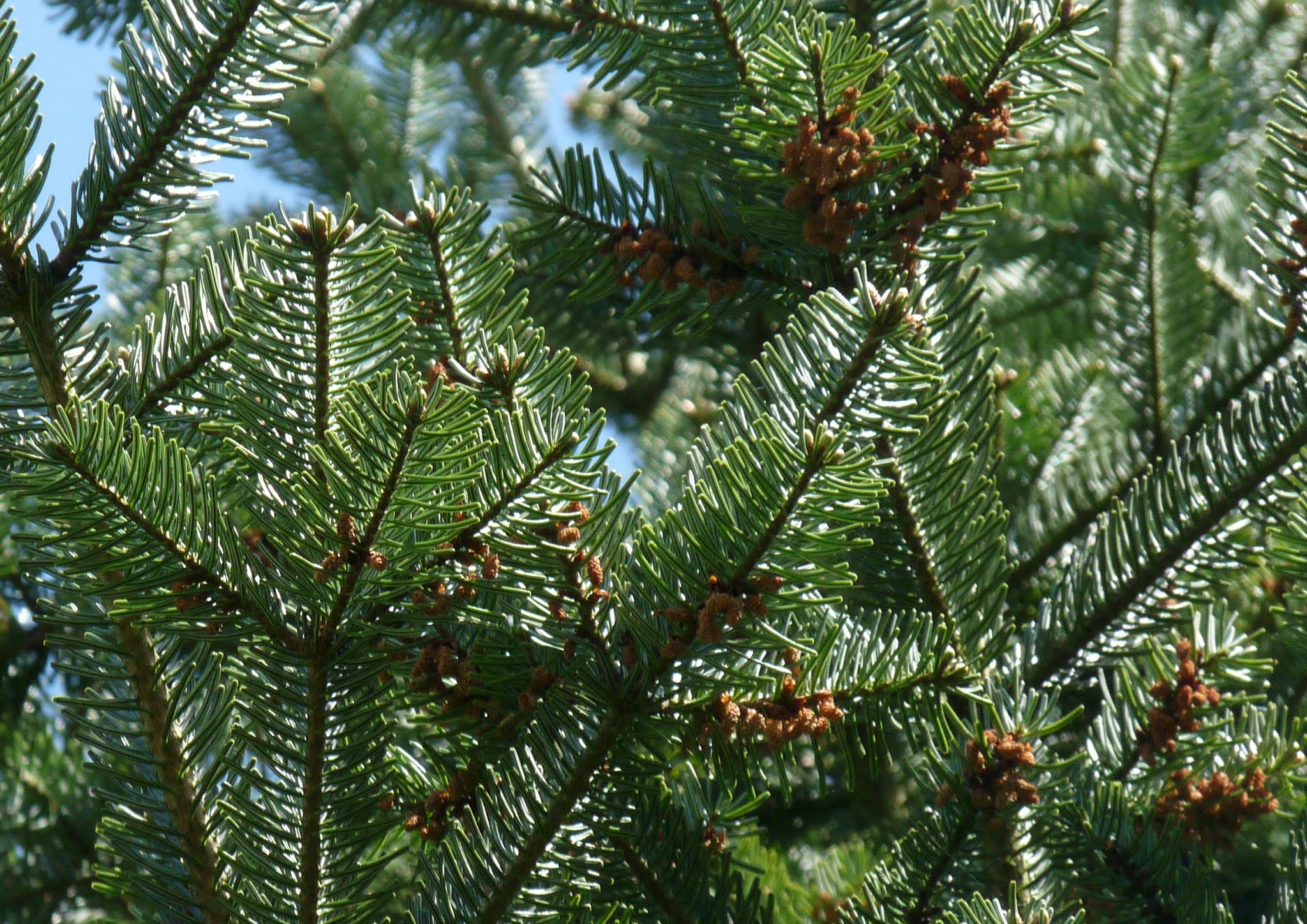 Voillans, village du Doubs, site officiel: Le Sapin Pectine