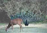 Vilpaththu National Park - Sri Lanka information in one place......