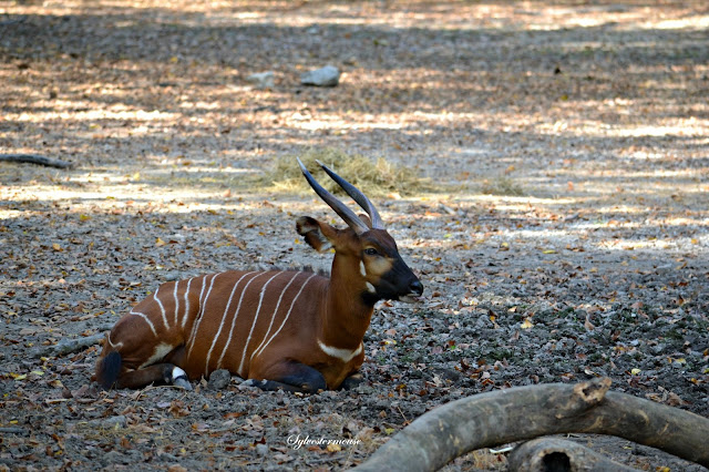 Amazing Wild Animals: Bongo Antelope