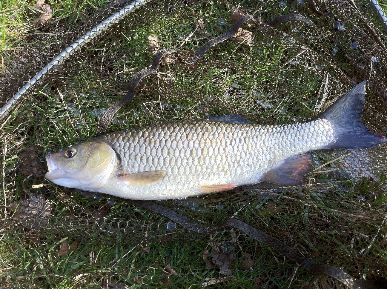 Piscatorial Quagswagging: River Stour - 11.03.12