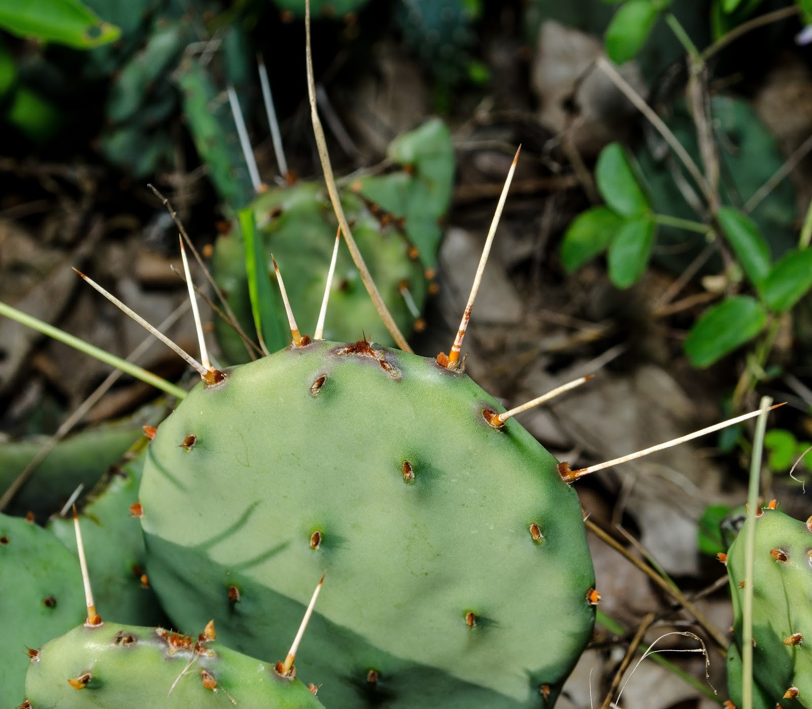 On the Subject of Nature: Eastern Prickly Pear Cactus