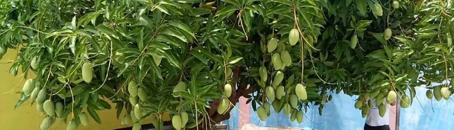 Ang Sweet Catimon Mango