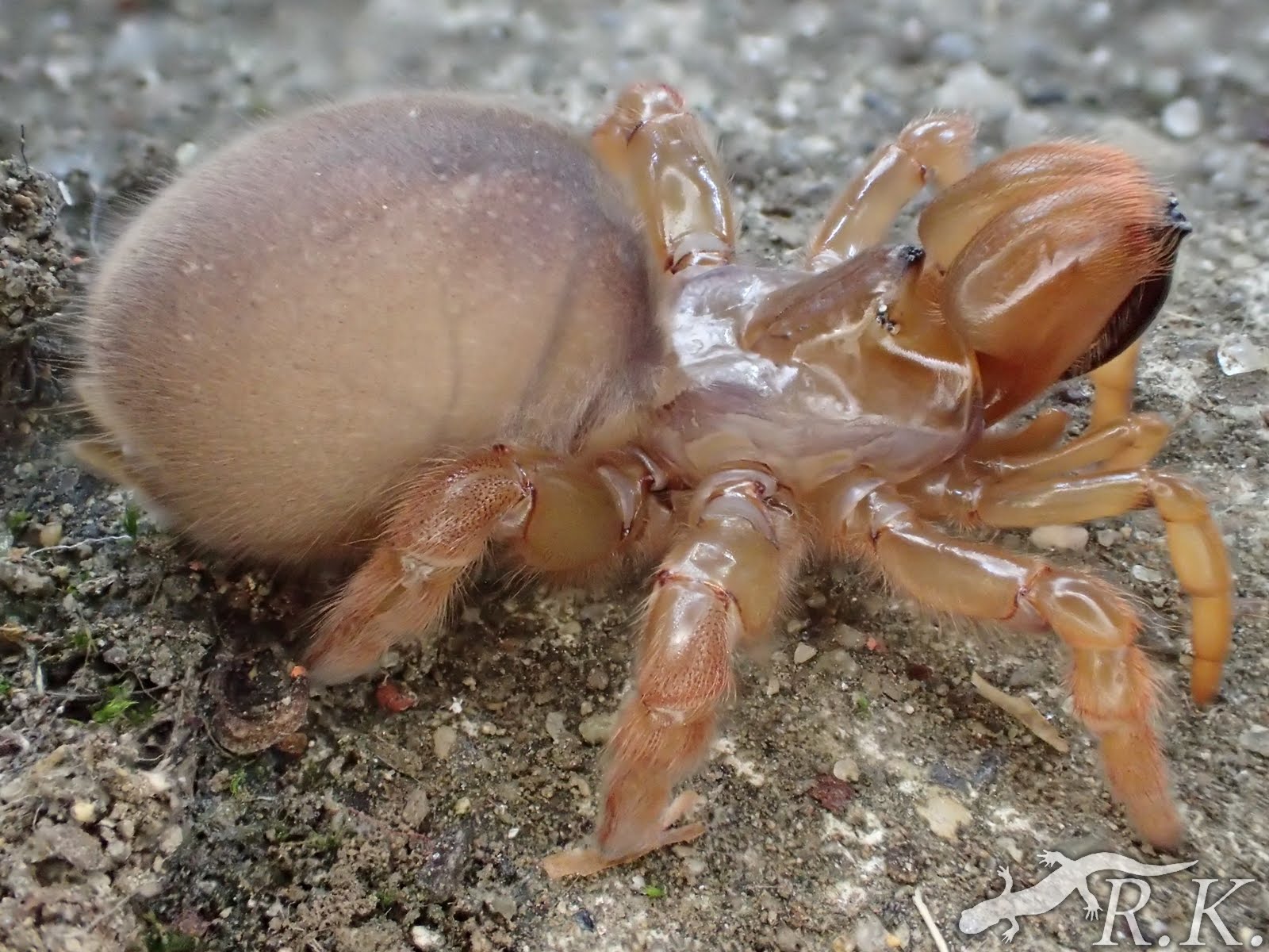 小さな隣人たちの世界: ワスレナグモ Calommata signata Karsch, 1879