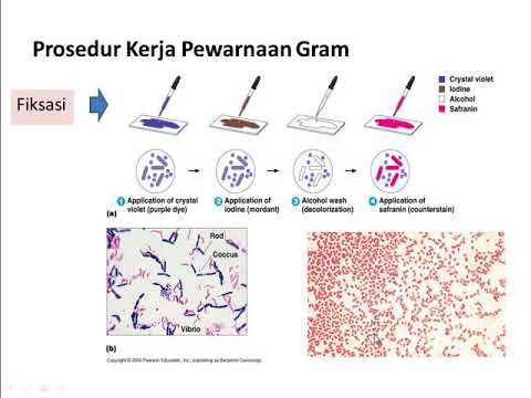 TitikTerangSains: Prosedur Pewarnaan Gram Pada Bakteri